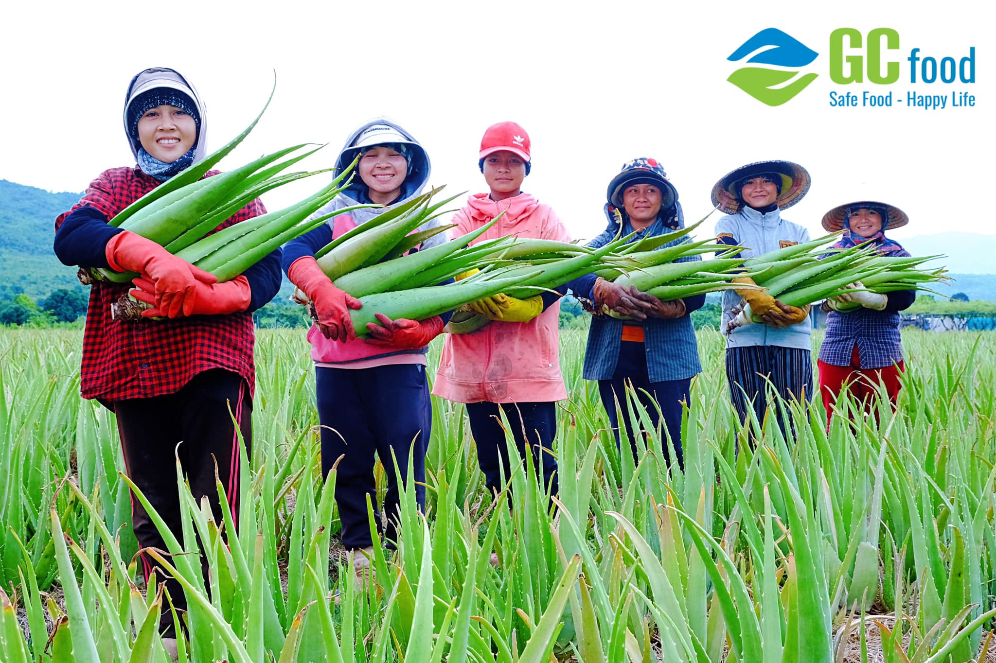 GC FOOD - HỘI VIÊN AFT LÀ DOANH NGHIỆP XUẤT KHẨU THẠCH DỪA GIA NHẬP THỊ ...